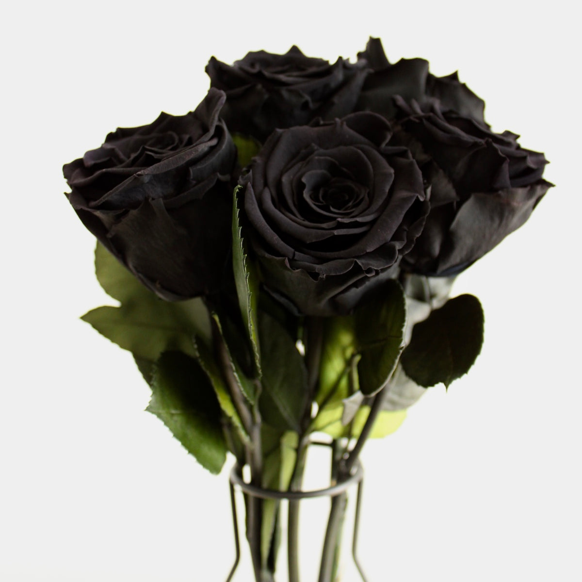 Black Long Stem Preserved Infinity Roses – Grand Fiore London